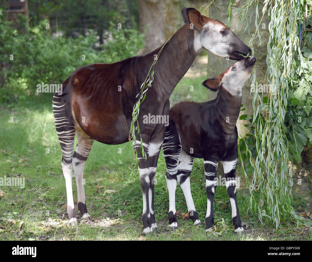 Female okapi hi-res stock photography and images - Alamy