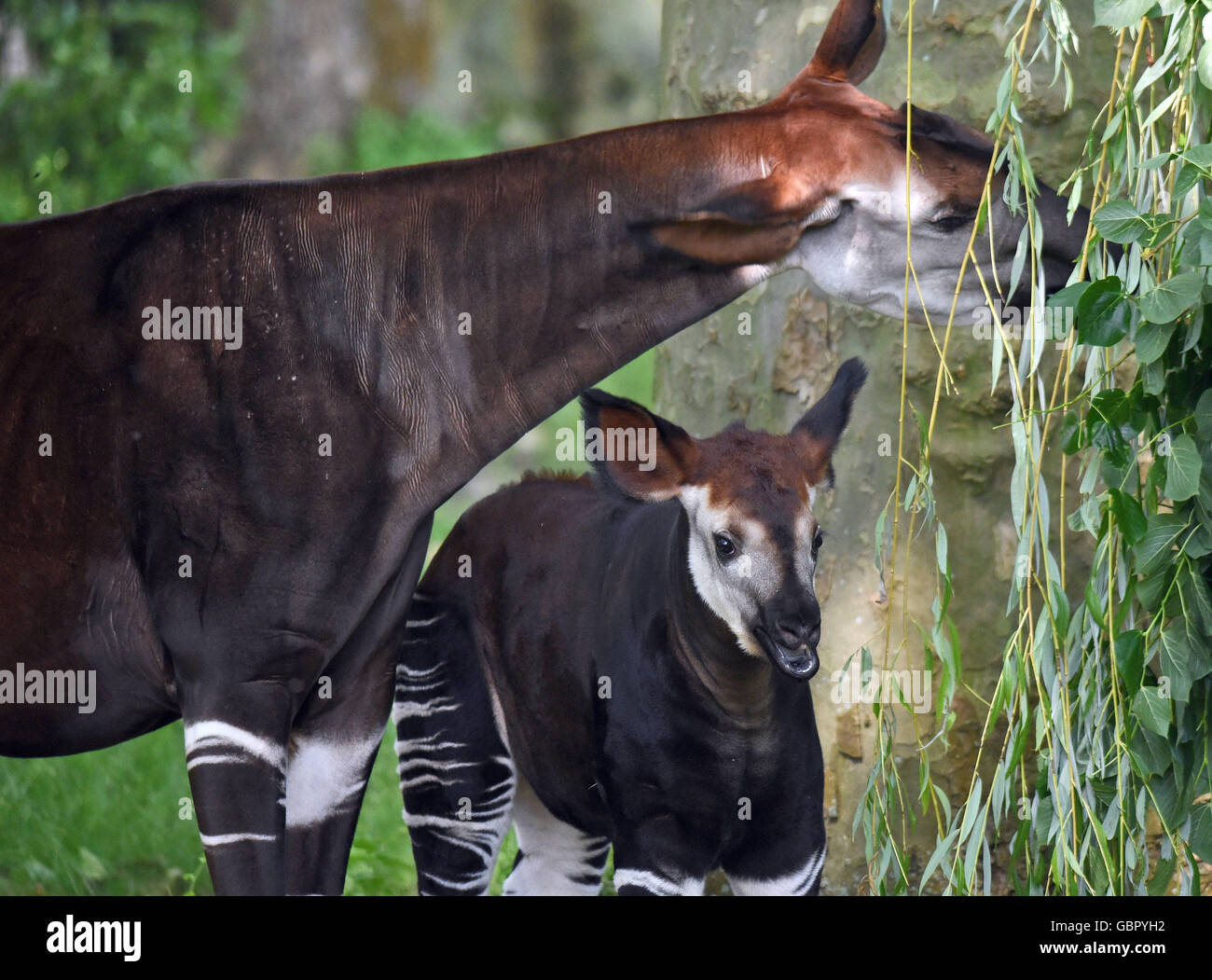 Female okapi hi-res stock photography and images - Alamy