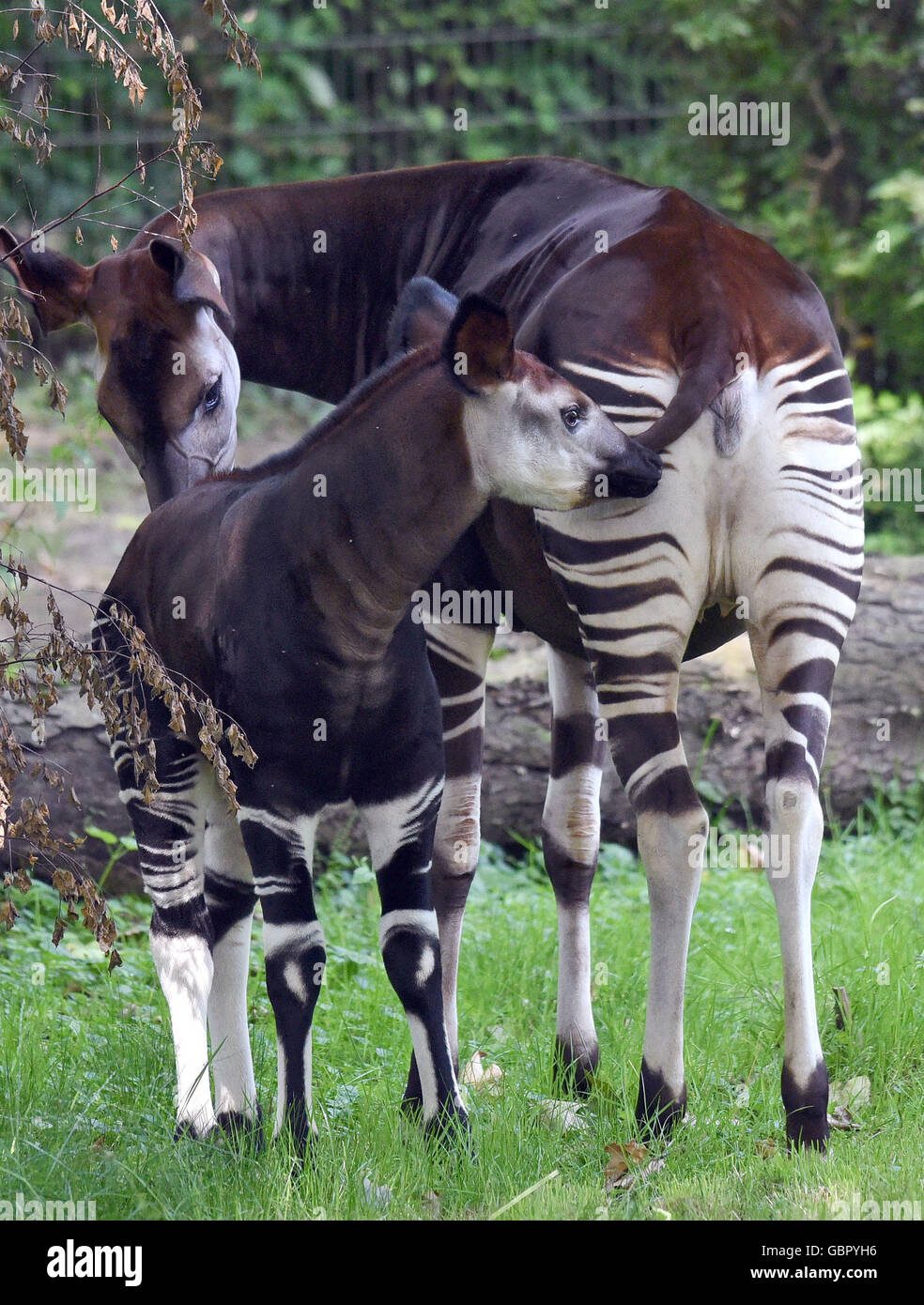 Female okapi hi-res stock photography and images - Alamy