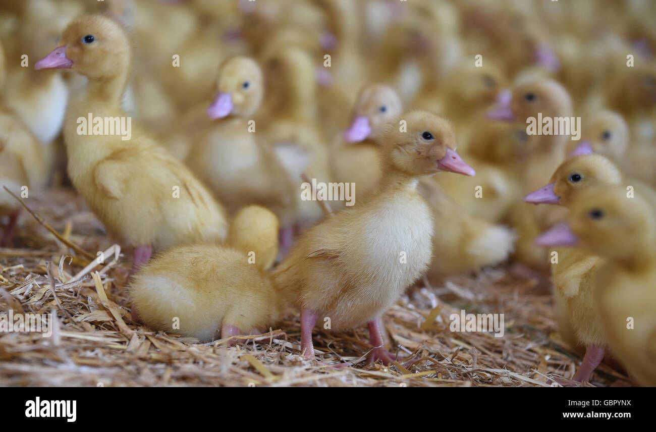 Lindern, Germany. 07th July, 2016. Day-old chicks stand and lie in the ...