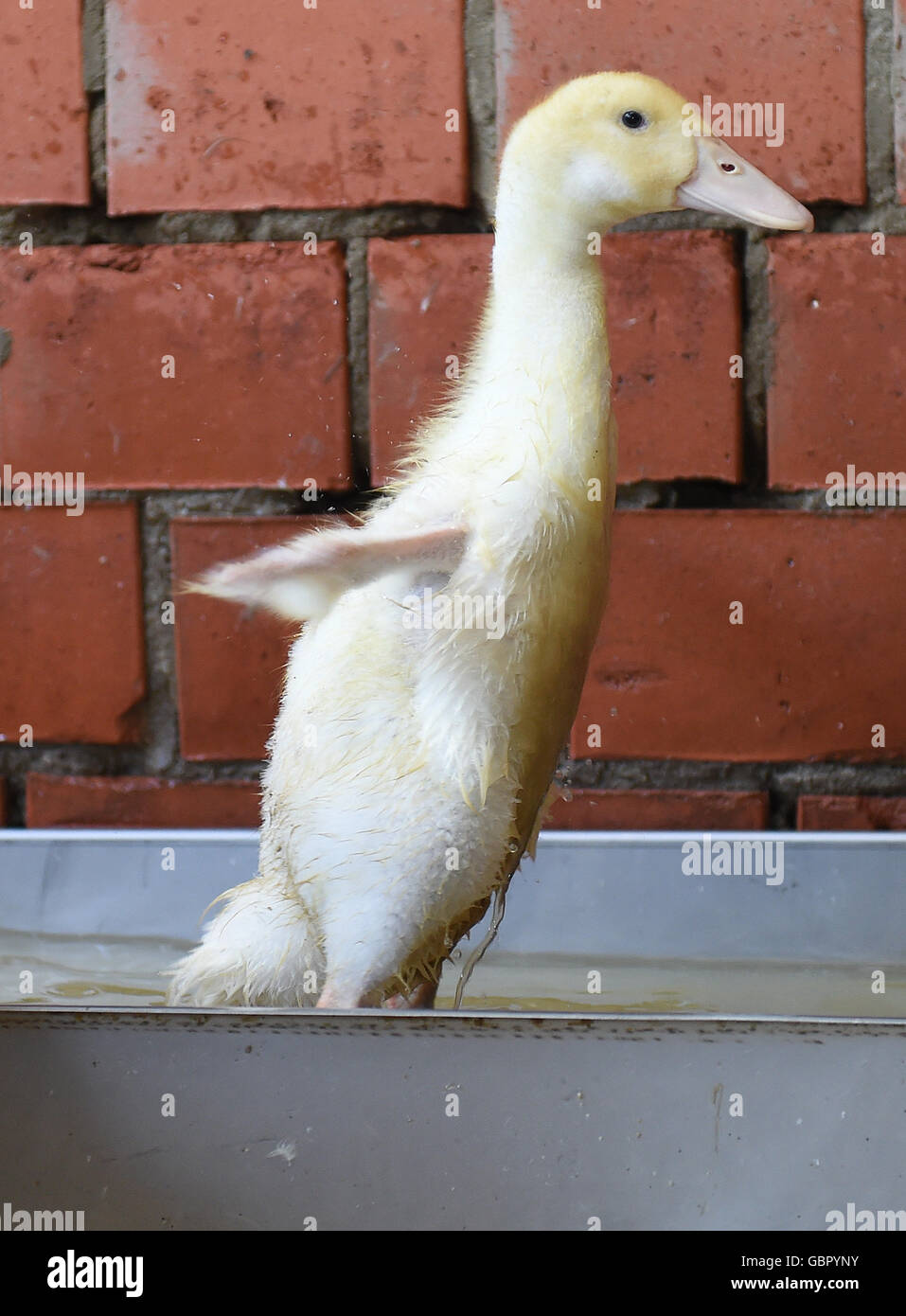 Lindern, Germany. 07th July, 2016. A young duck bathes in the 'bathing ...