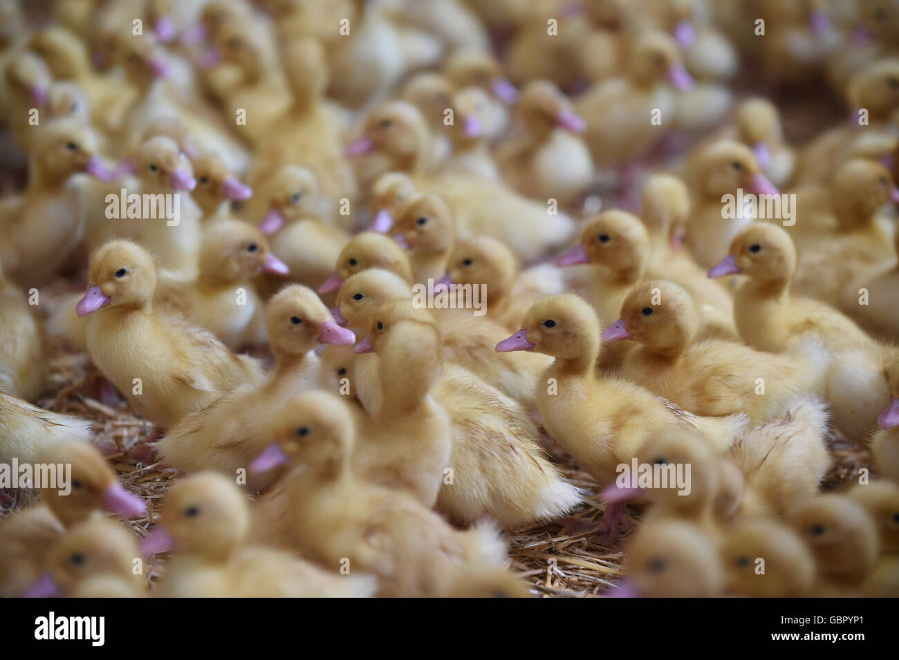 Lindern High Resolution Stock Photography and Images - Alamy