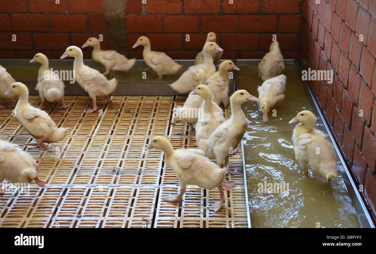 Lindern, Germany. 07th July, 2016. Young ducks bathe in the 'bathing ...