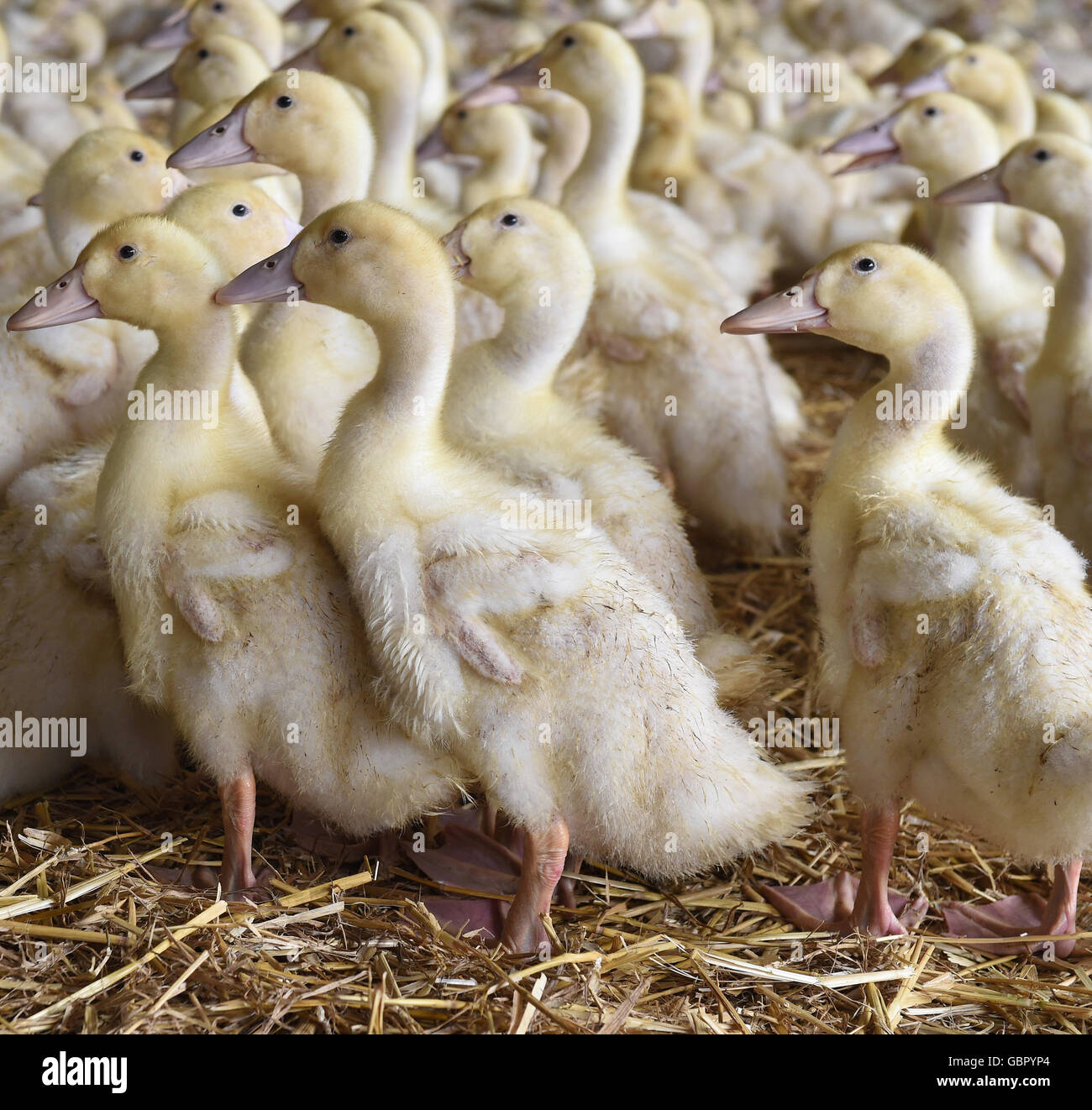Lindern, Germany. 07th July, 2016. Day-old chicks stand in the stall of ...
