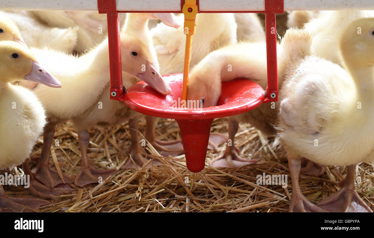 Lindern, Germany. 07th July, 2016. Young ducks drink water from a ...
