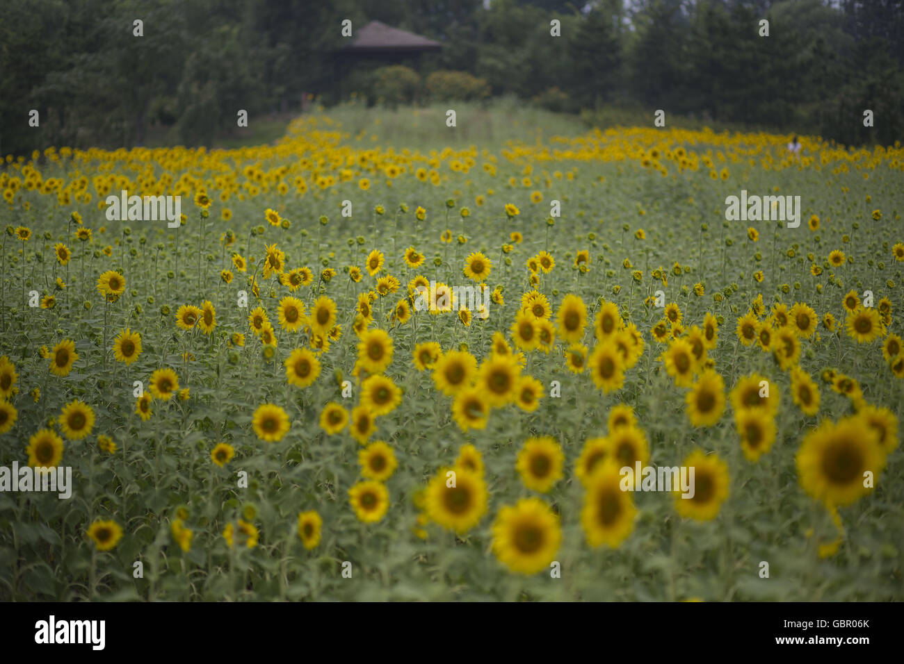 Beijing, China. 7th July, 2016. Sunflowers into the blooming period ...