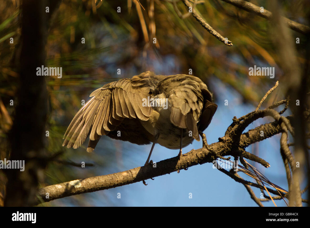 Asuncion, Paraguay. 7th July, 2016. A creamy-bellied thrush (Turdus ...