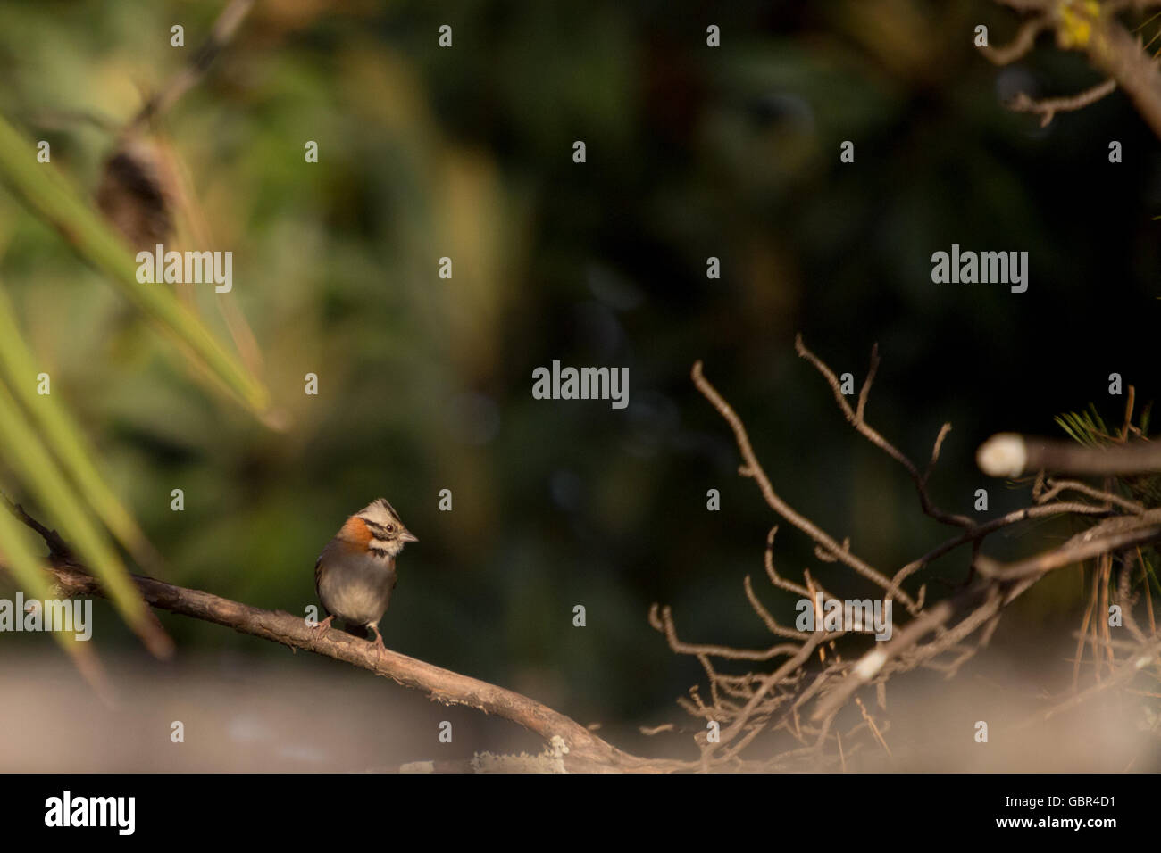 Asuncion, Paraguay. 7th July, 2016. A rufous-collared sparrow ...