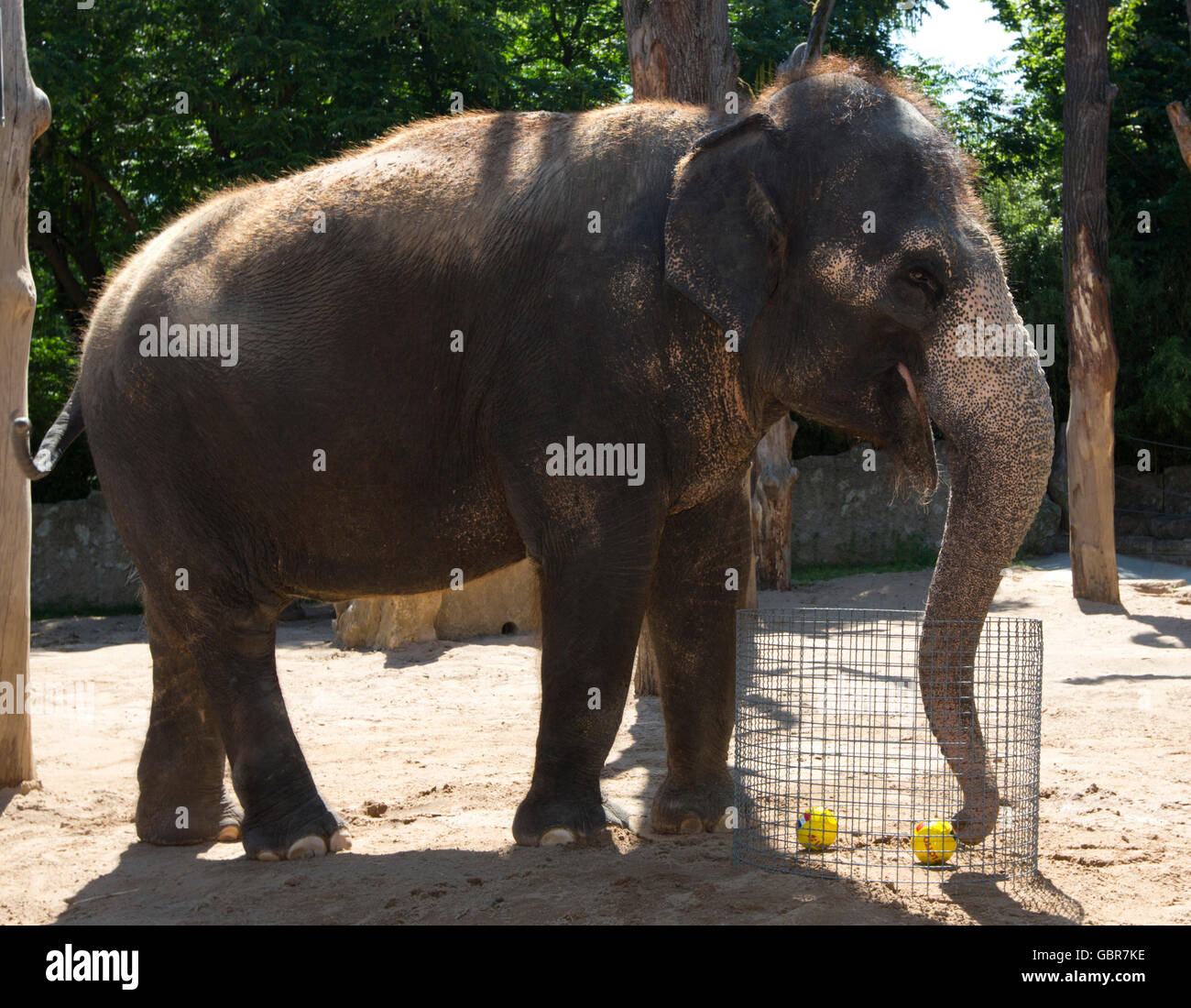 Stuttgart, Germany. 8th July, 2016. Zella the elephant holding a mini ...