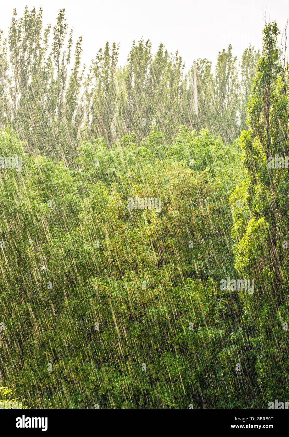 green trees in a strong summer rain Stock Photo - Alamy
