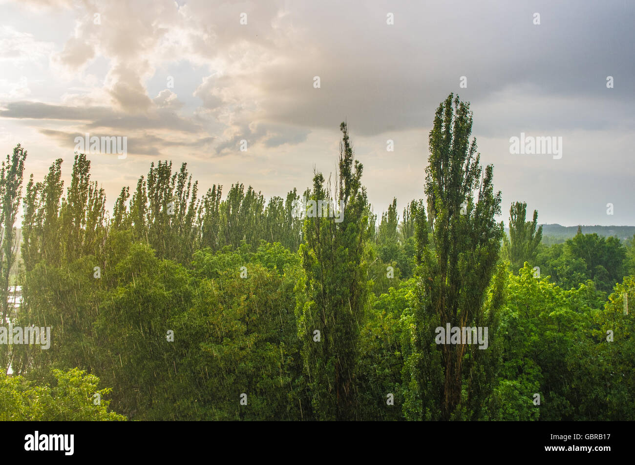 green trees in a strong summer rain Stock Photo - Alamy