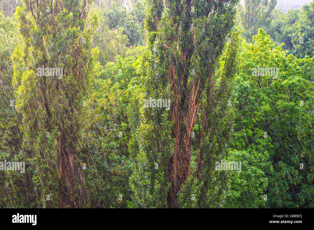green trees in a strong summer rain Stock Photo - Alamy