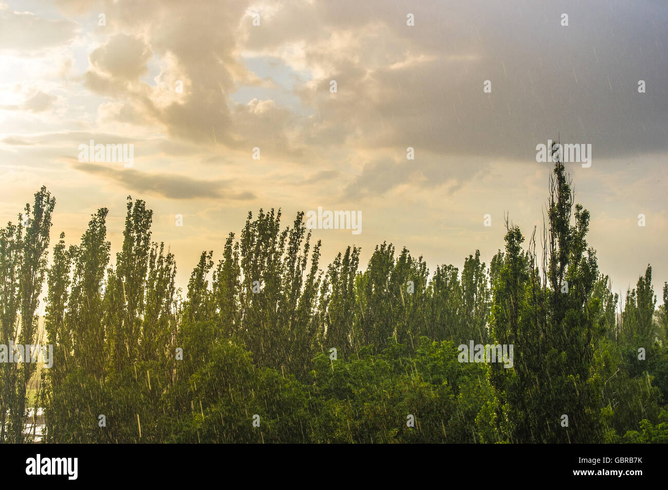 green trees in a strong summer rain Stock Photo - Alamy