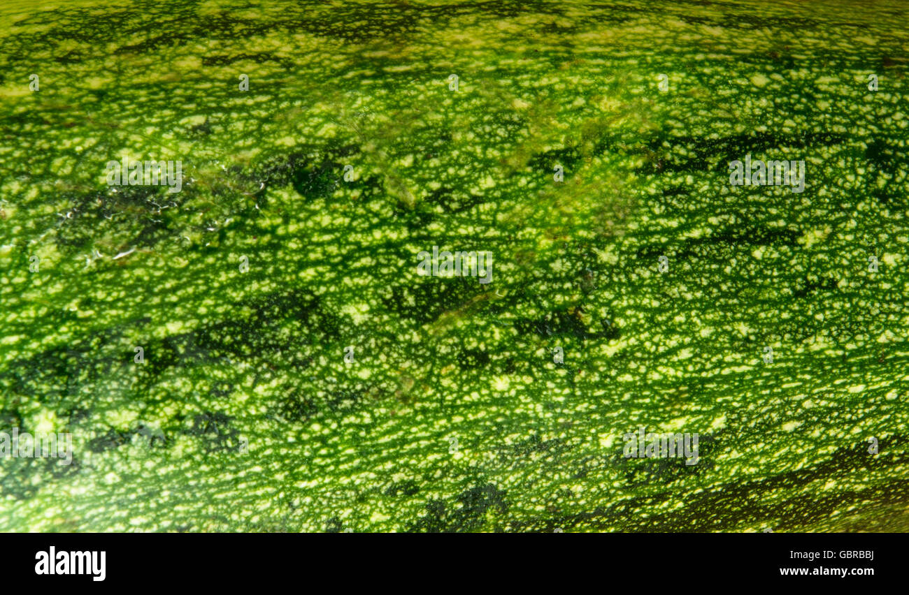 texture of the peel of the zucchini, closeup Stock Photo - Alamy
