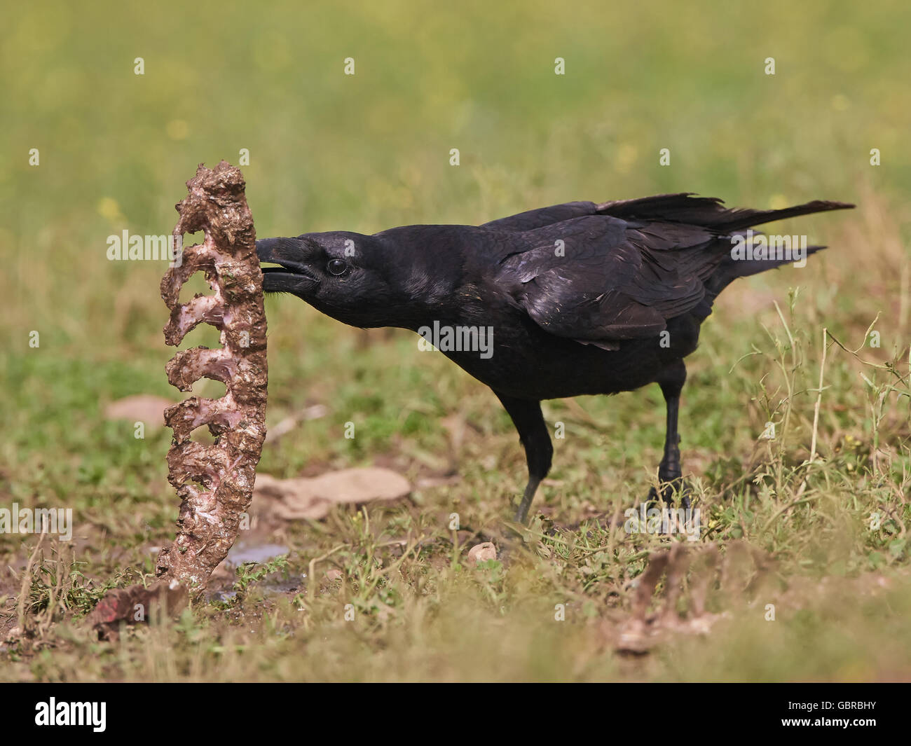 Crow Eating Corpse