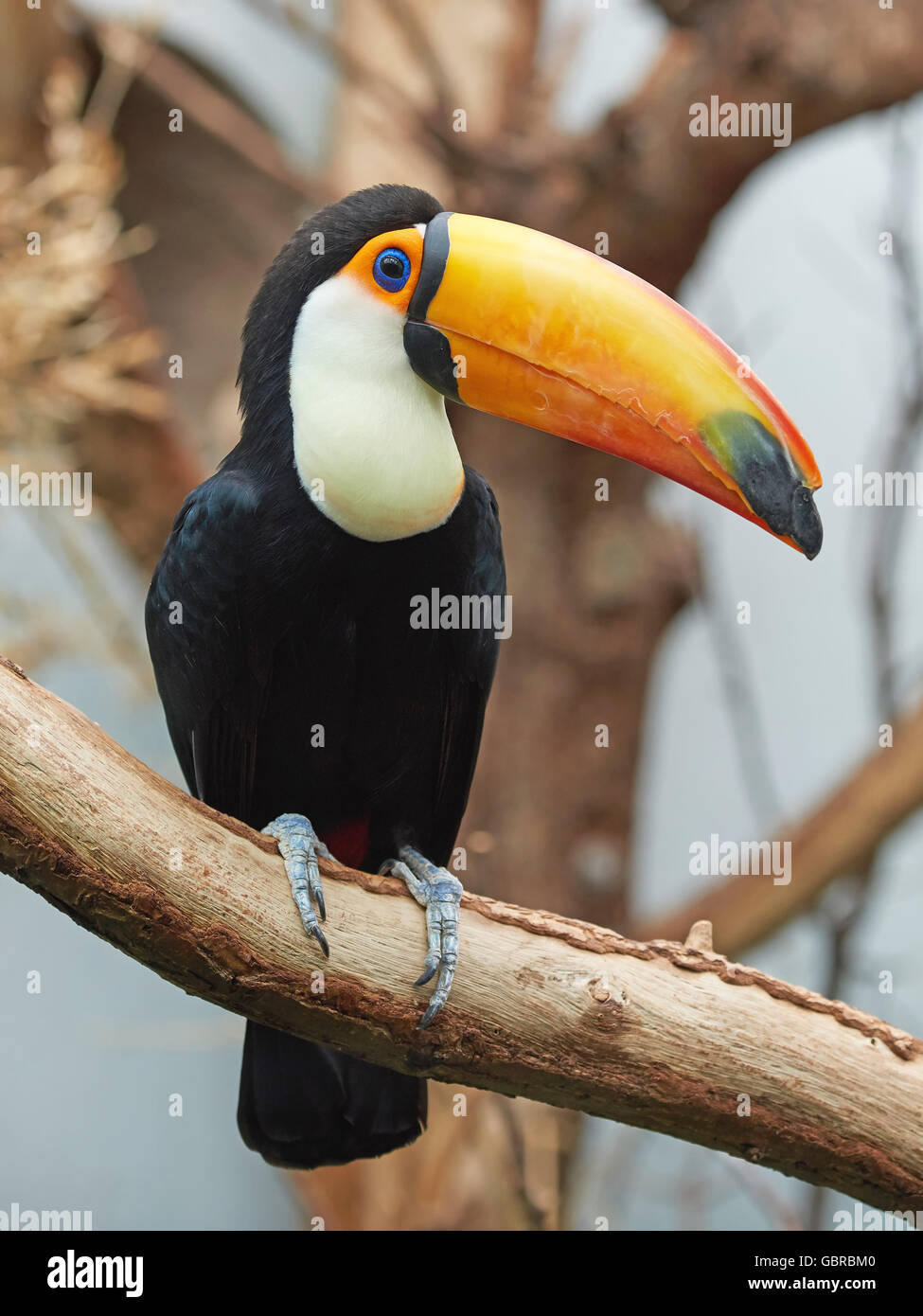 Toco Toucan resting on a branch in its habitat Stock Photo - Alamy