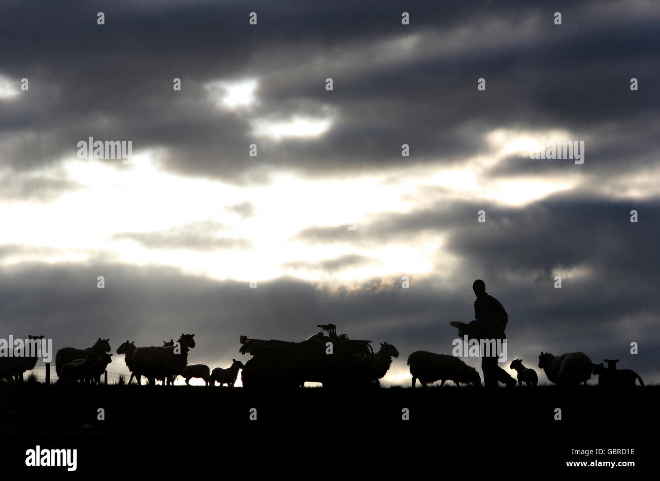 Lambing in Scotland Stock Photo - Alamy