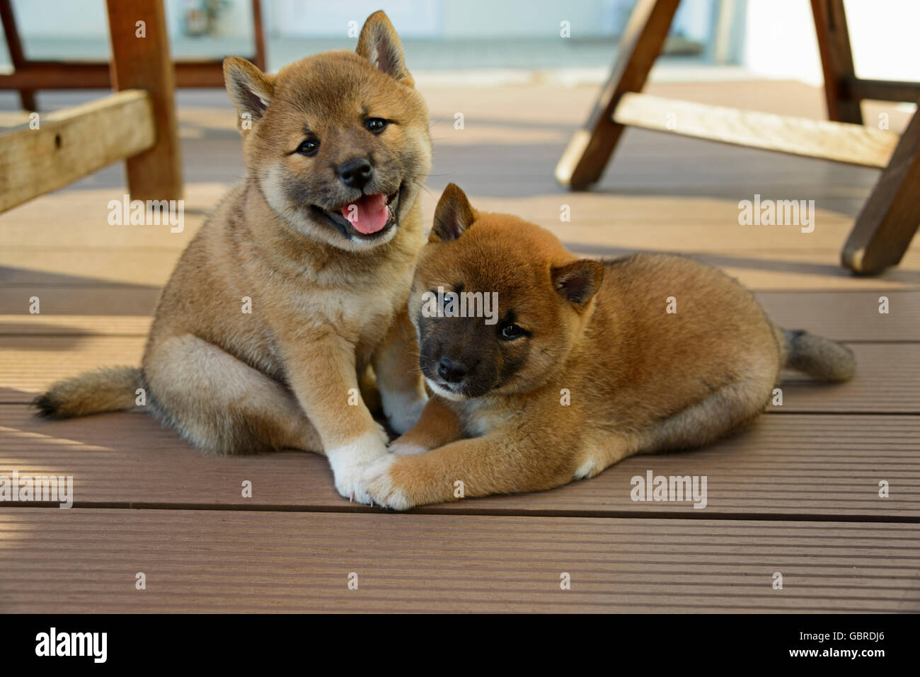 Sitting shiba inu hi-res stock photography and images - Alamy