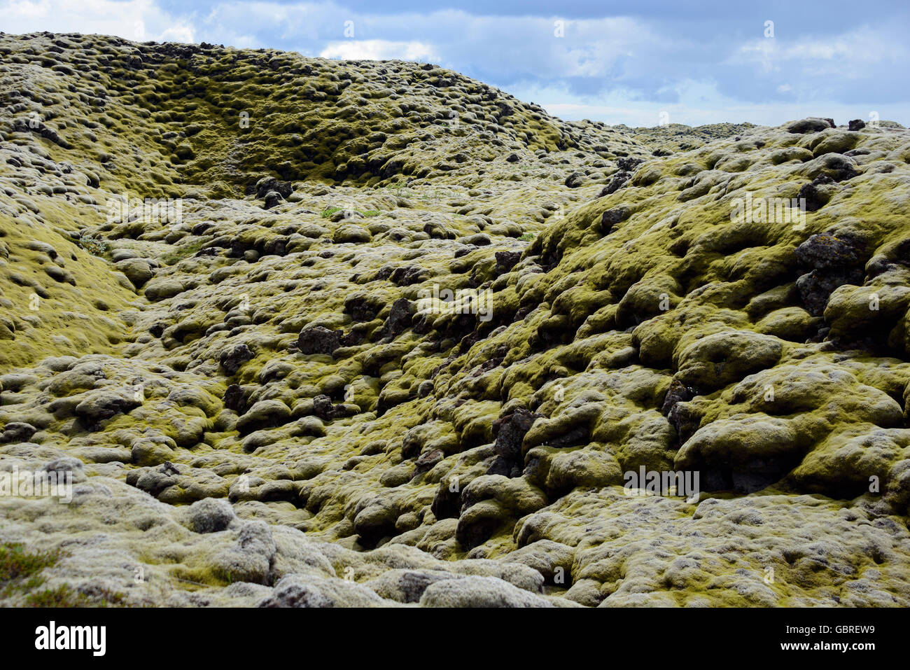 Moss, Woolly Fringe Moss, Lava field Eldhraun, Iceland / (Racomitrium ...