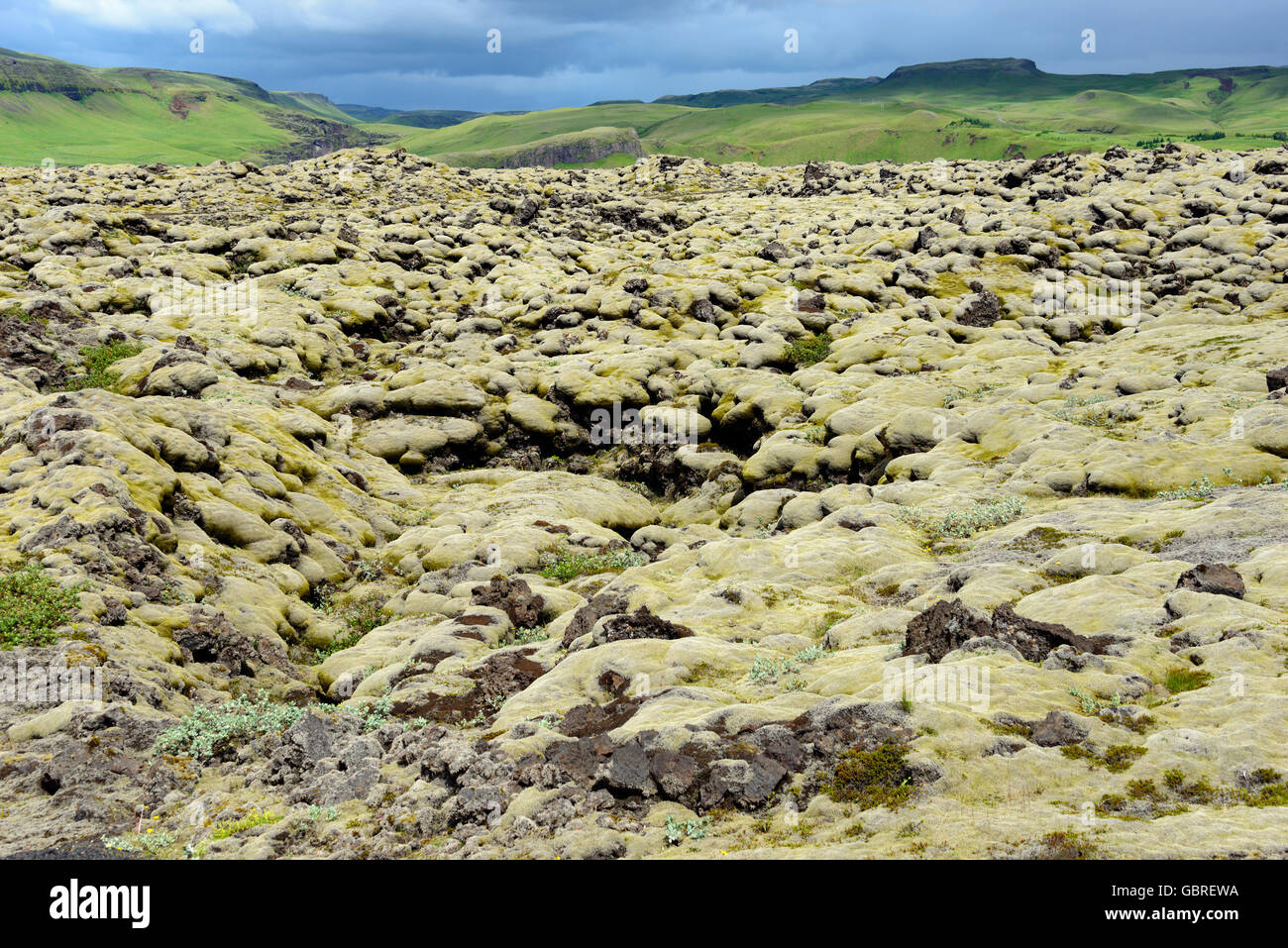 Moss, Woolly Fringe Moss, Lava field Eldhraun, Iceland / (Racomitrium ...
