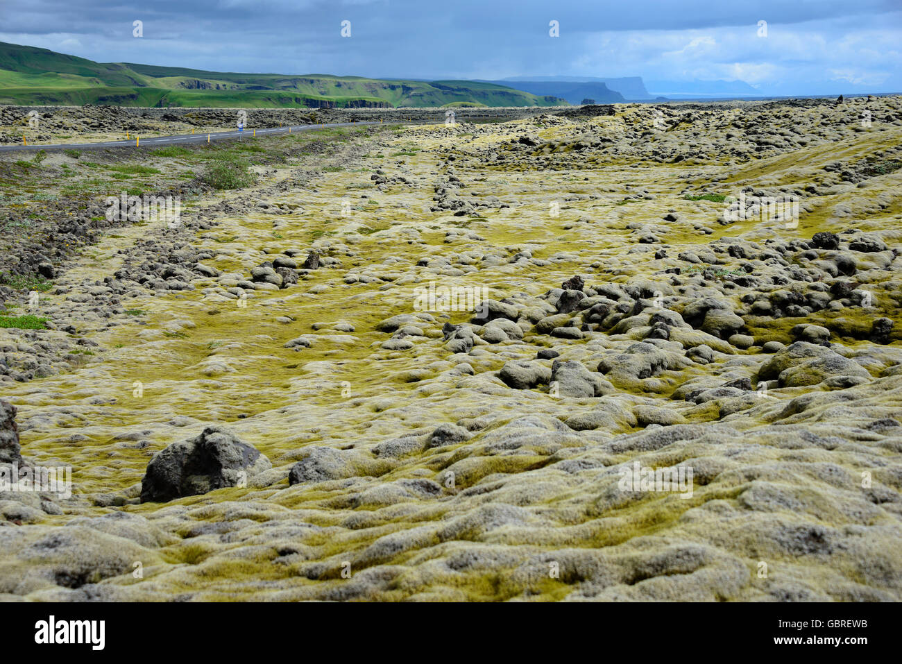 Moss, Woolly Fringe Moss, Lava field Eldhraun, Iceland / (Racomitrium ...