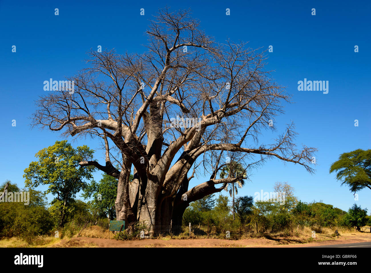 Baobab tree zimbabwe hi-res stock photography and images - Alamy