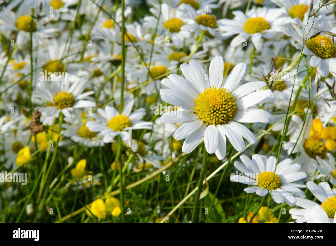 One focused hi-res stock photography and images - Alamy