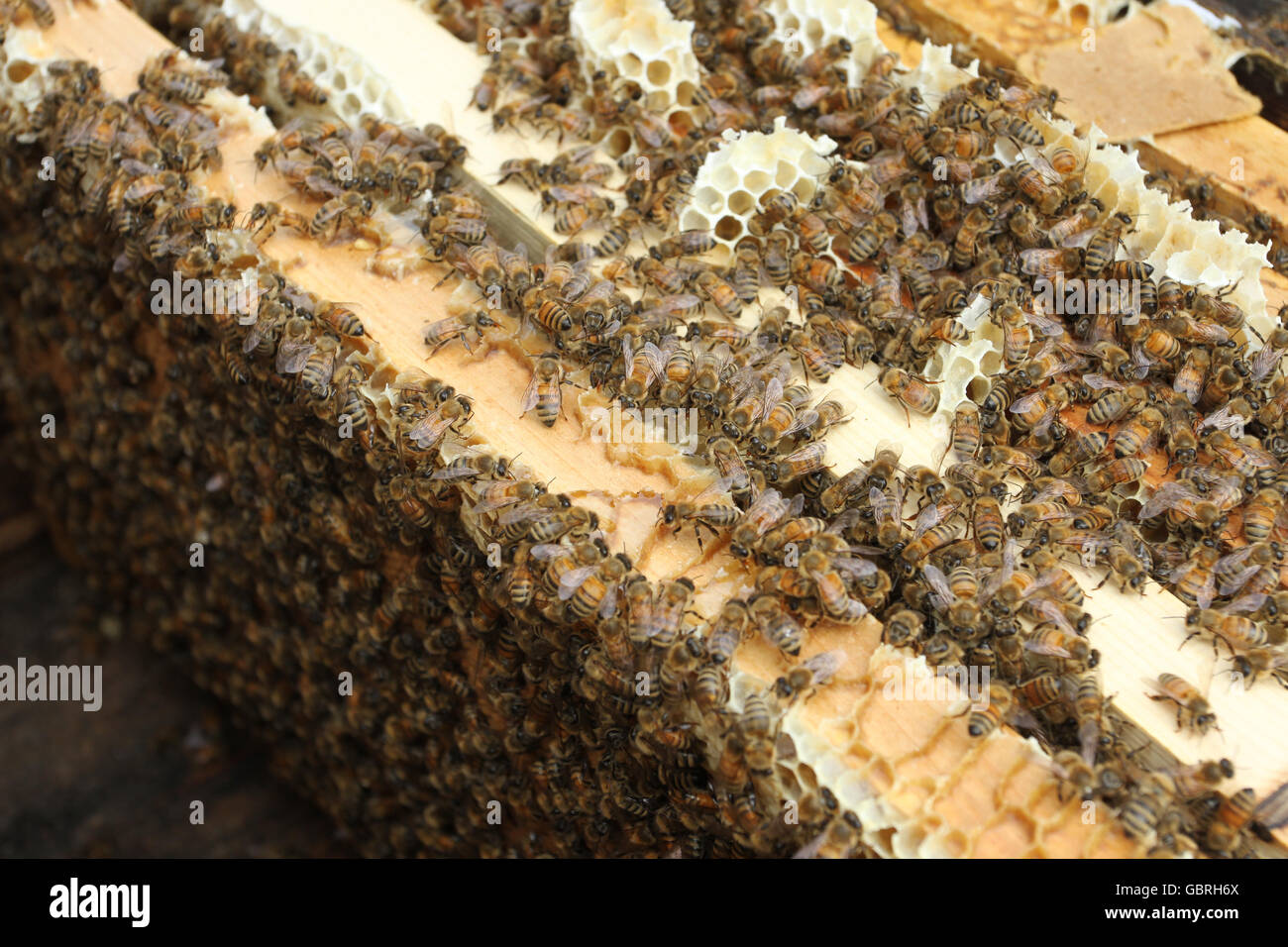 China beehive hi-res stock photography and images - Alamy