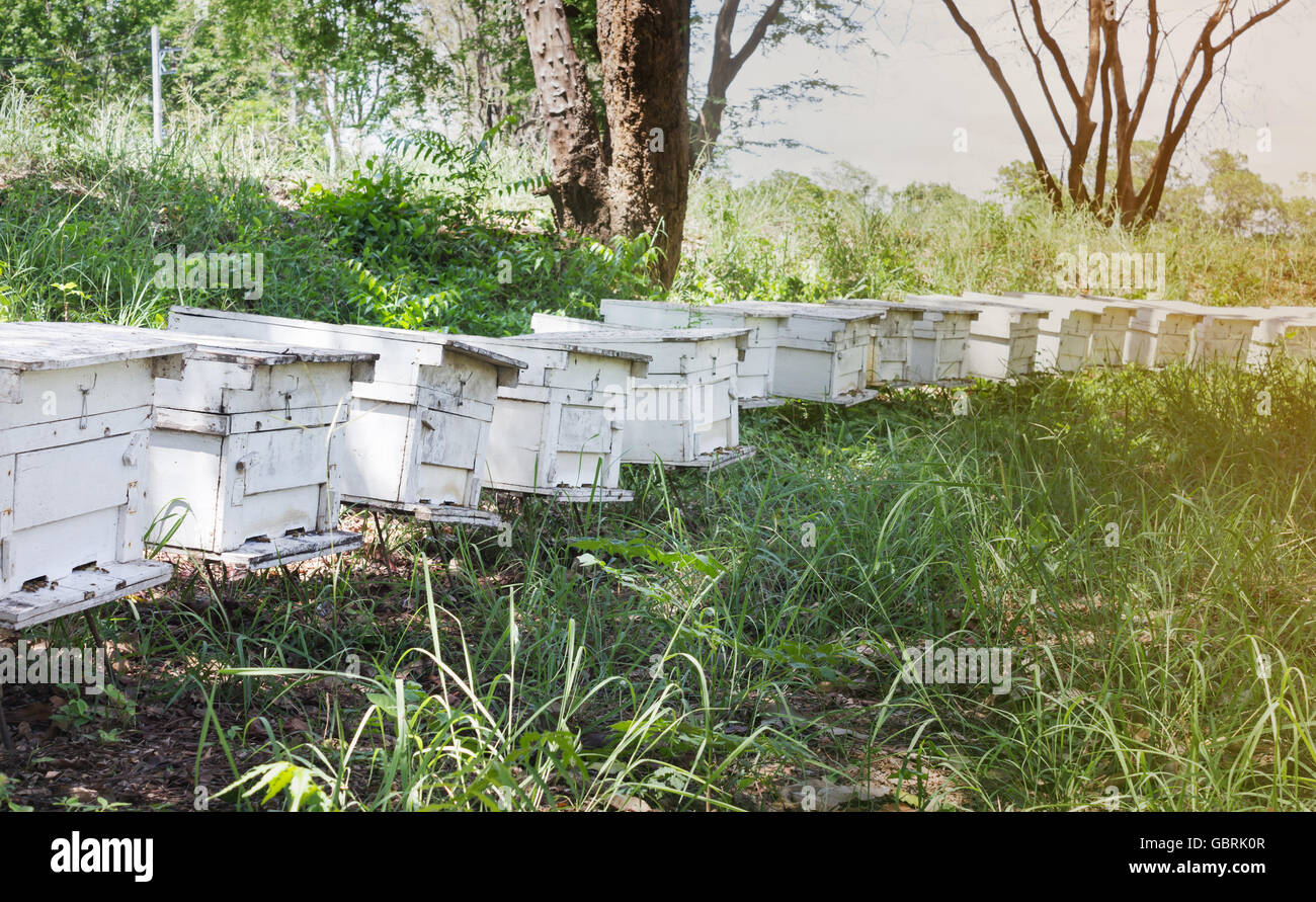 Beehive box in bee farm, wooden box for bee nest, bee farm Stock Photo ...