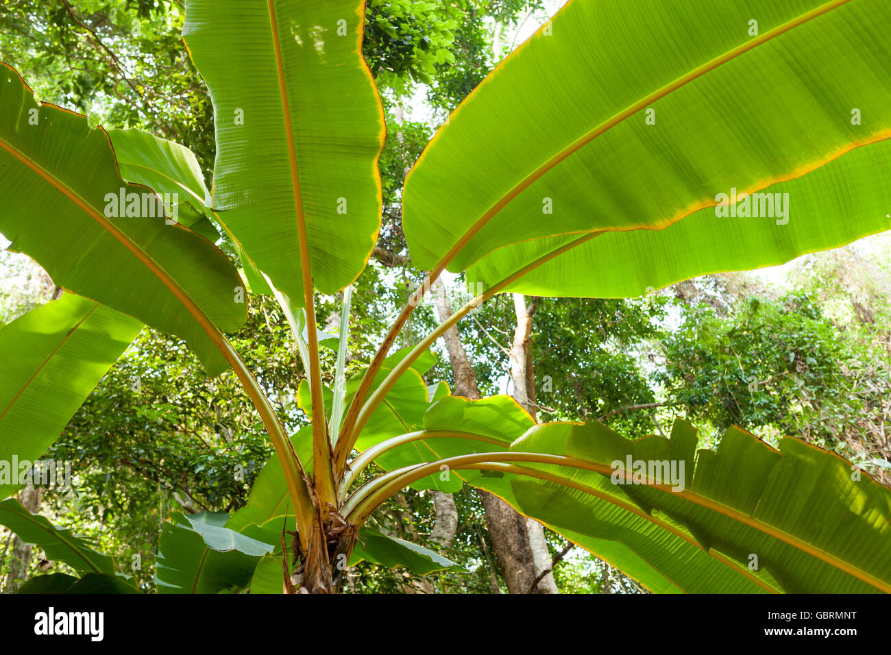 Green Banana tree plantation in nature with daylight Stock Photo - Alamy