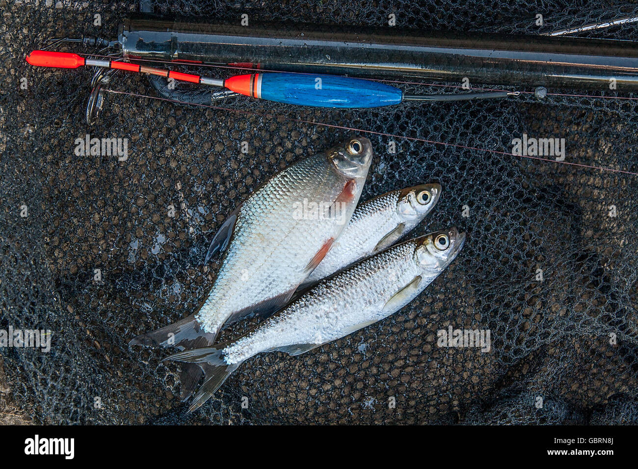 Freshwater fish just taken from the water. Fishing rod with float and ...