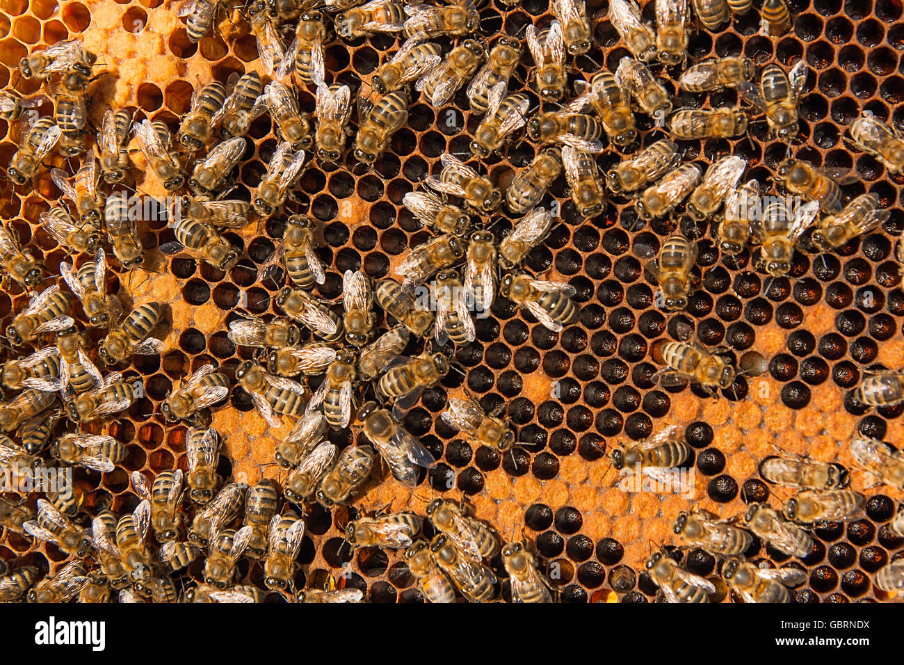 Busy bees inside hive with open and sealed cells for their young. Birth ...