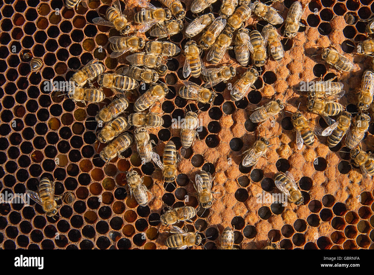 Busy bees inside hive with open and sealed cells for their young. Birth ...