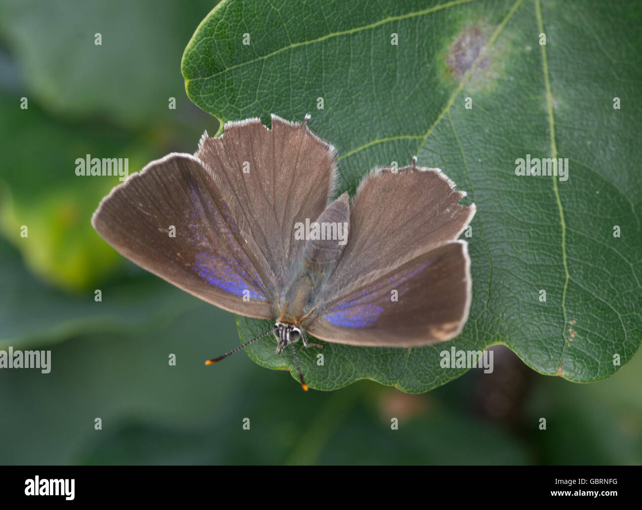Purple hairstreak butterfly (Favonius quercus) basking with open wings ...