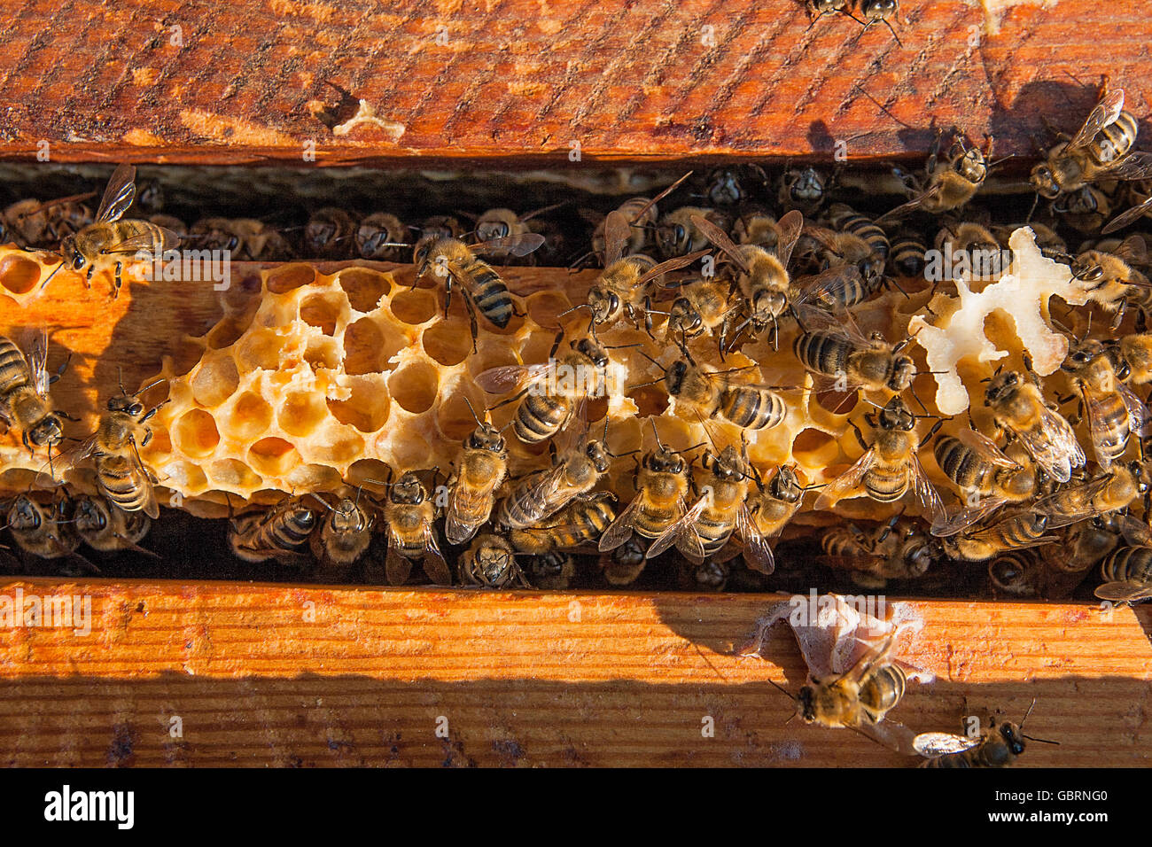 Close up view of the opened hive body showing the frames populated by ...