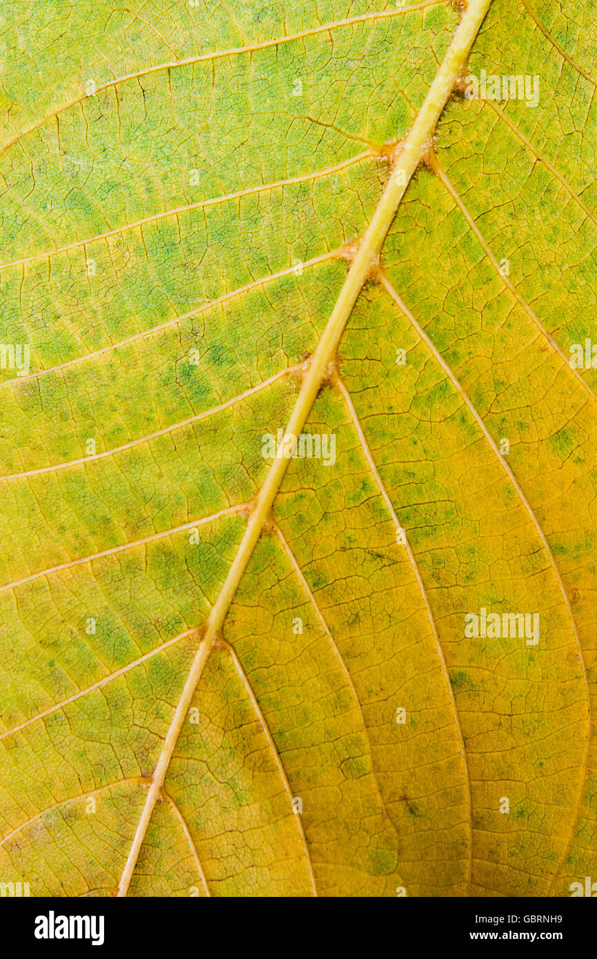 Close up view of autumn walnut tree leaf as background. Autumn walnut ...