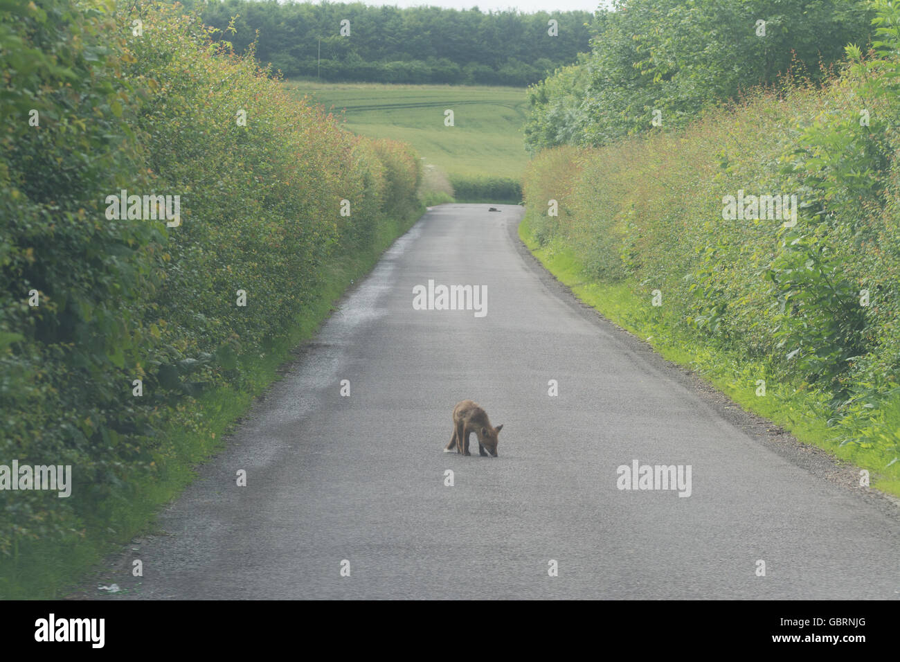 Young fox (red fox) (Vulpes vulpes) in the road, England, UK Stock ...