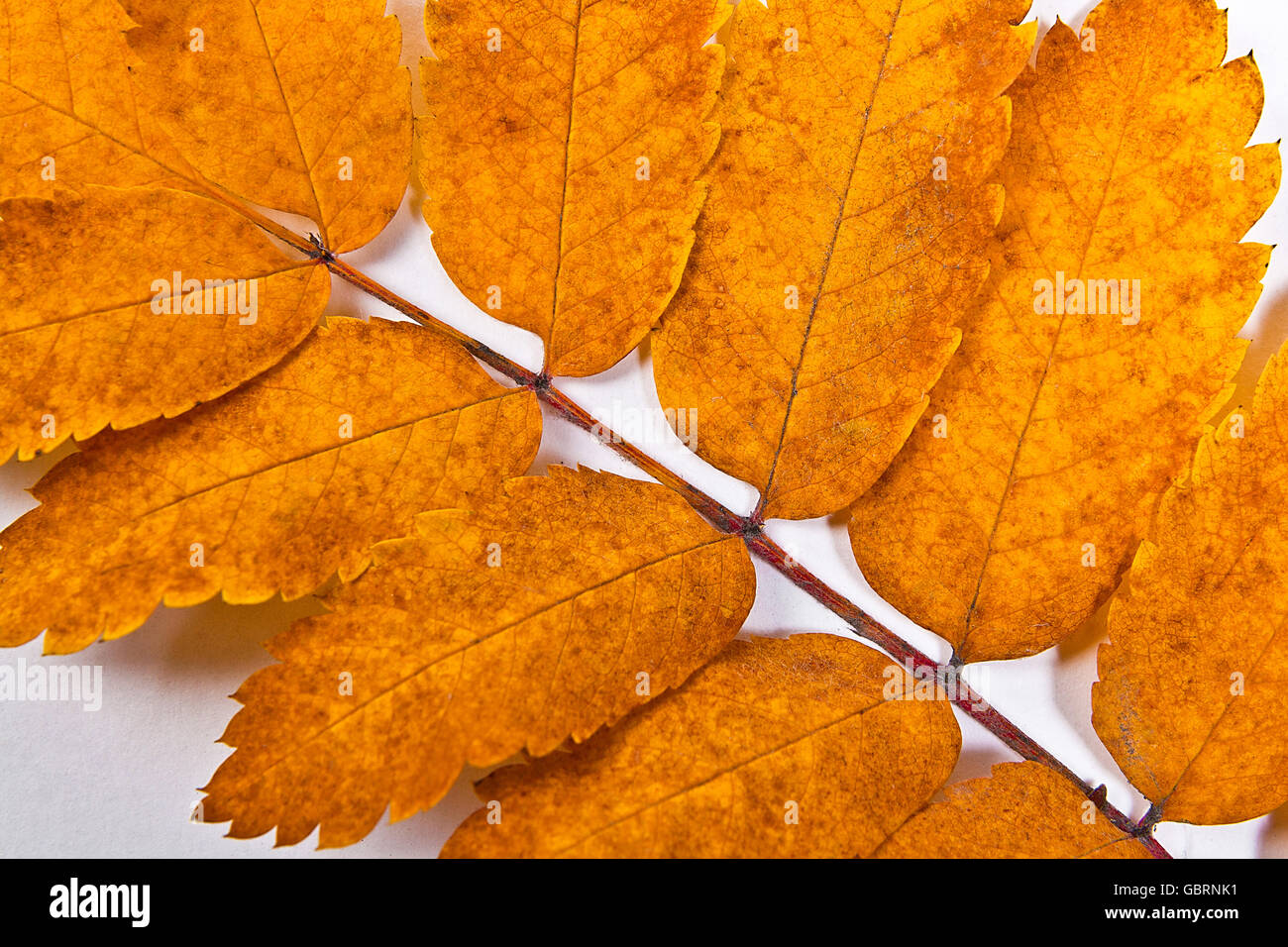 Close up view of autumn rowan tree leaf on white as background. Autumn ...
