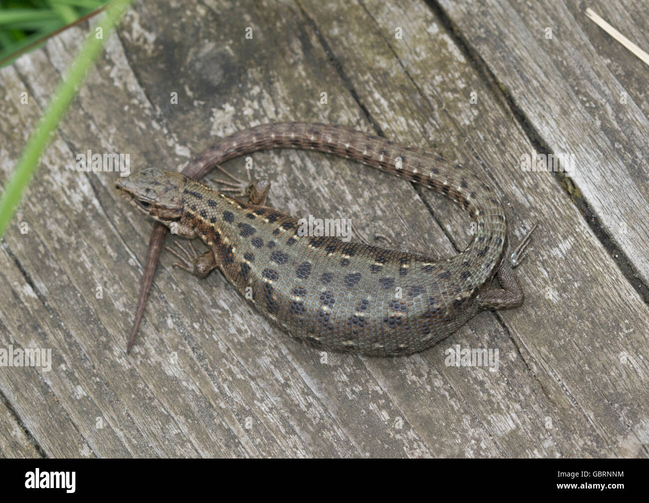 Female reptile hi-res stock photography and images - Alamy