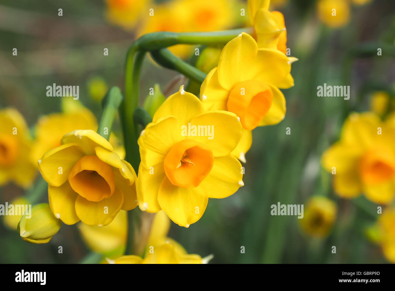 Jonquils Bright Orange and Yellow Stock Photo - Alamy