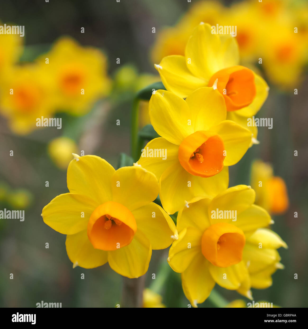 Jonquils Bright Yellow and Orange Stock Photo - Alamy