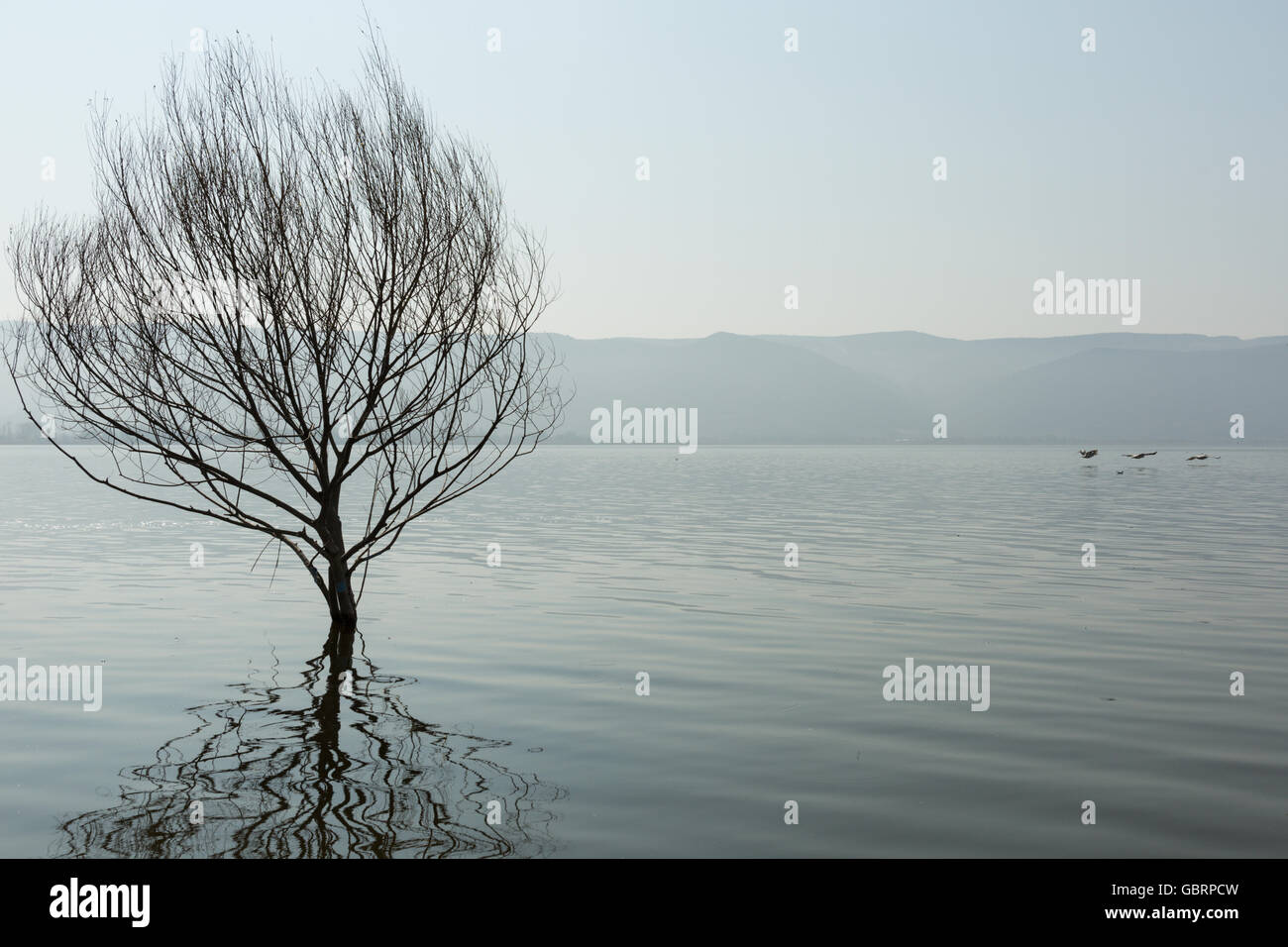 Branches of submerged trees hi-res stock photography and images - Alamy