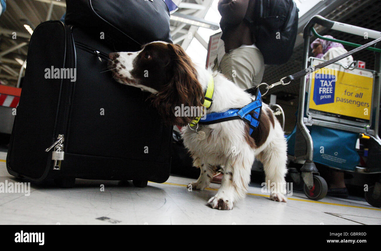 Uk Border Agency Heathrow High Resolution Stock Photography and Images ...
