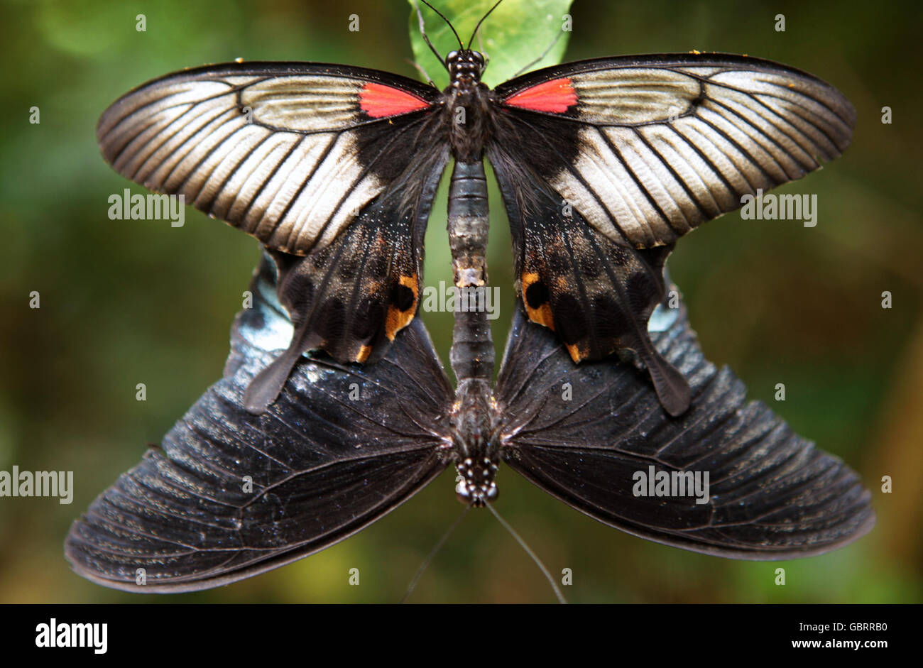 A Blue Morpho (bottom) and a Scarlet Morman enjoy the warm weather at ...