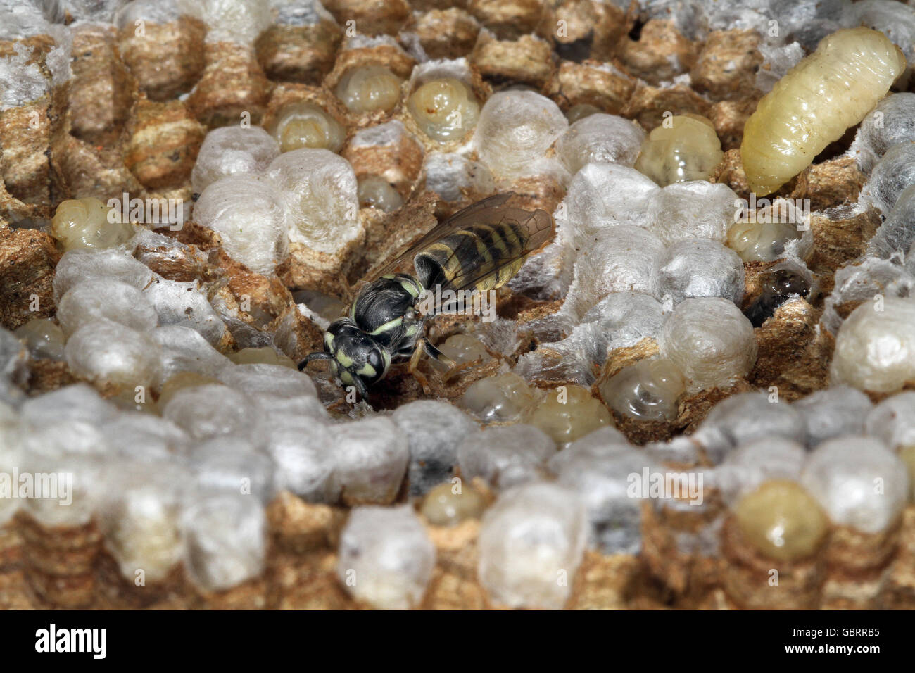 Details of inside of wasp nest showing various stages of development ...