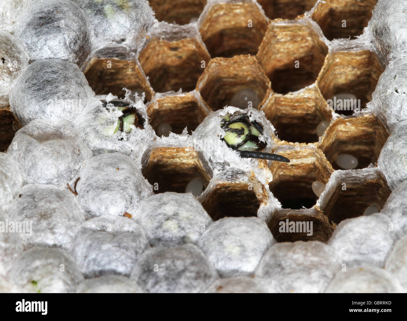 Details of inside of wasp nest showing various stages of development ...