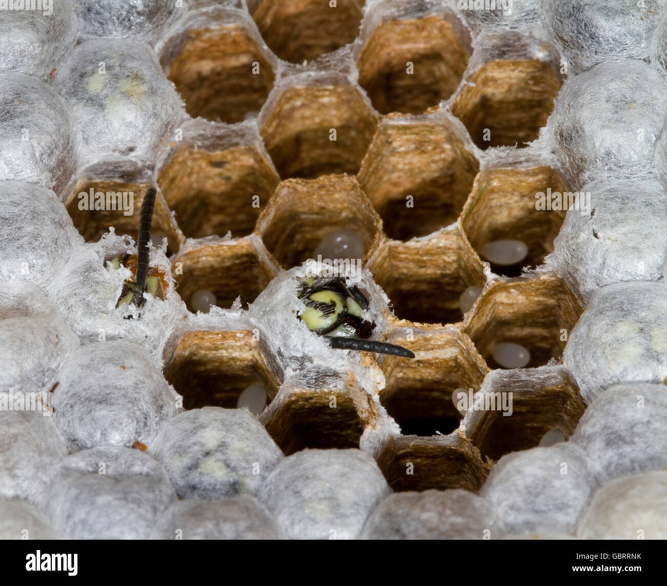 Details of inside of wasp nest showing various stages of development ...