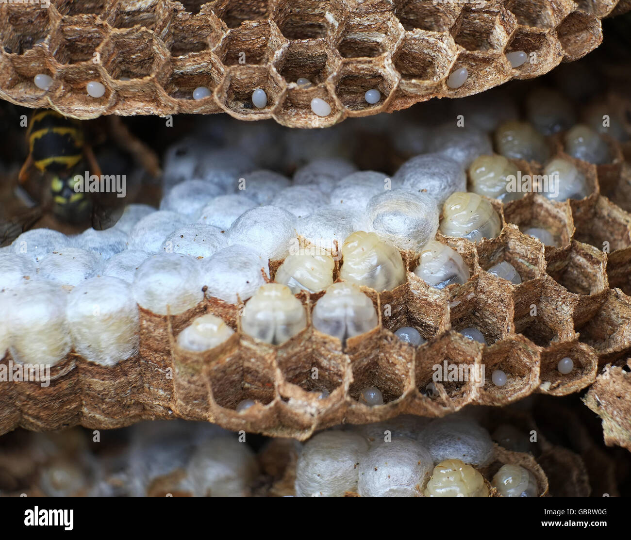 Details of inside of wasp nest showing various stages of development ...