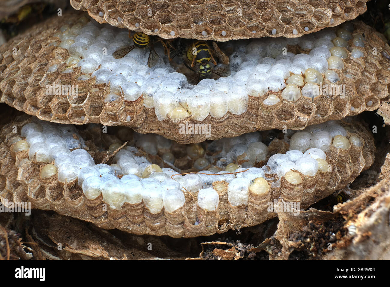 Details of inside of wasp nest showing various stages of development ...