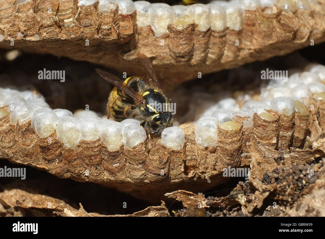 Details of inside of wasp nest showing various stages of development ...
